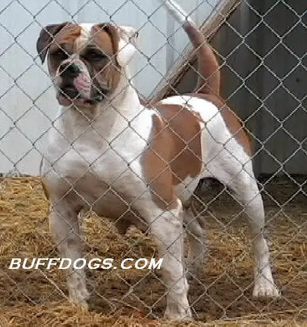 buffdogs Sweet Bonnie of bolderbullies