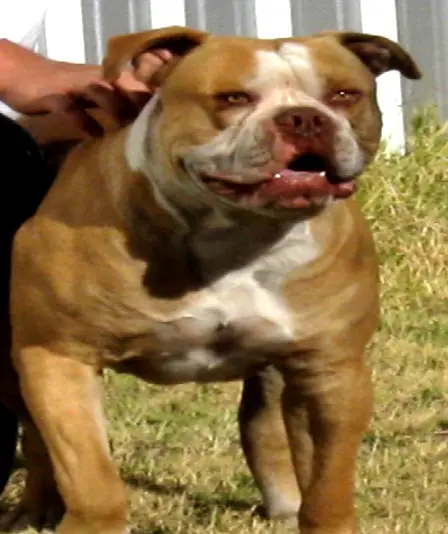 Dunn's Extraordinary Gentleman AKA Dex